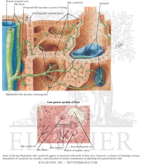 Intrahepatic Biliary System