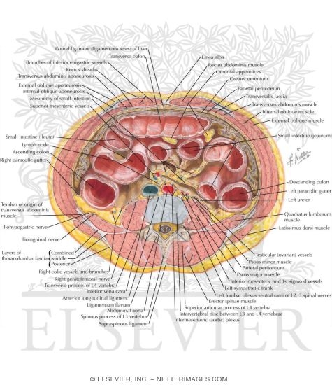 Peritoneum Schematic Cross Section Of Abdomen At L2 L3 And L4