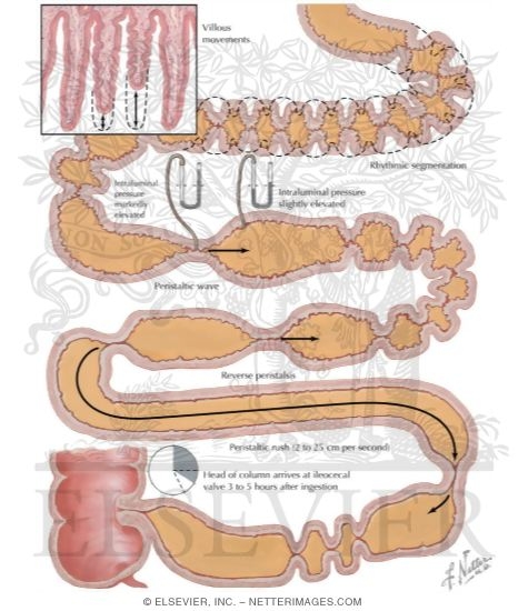 Motility of Small Intestine