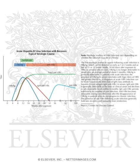 Typical Serologic Course of Acute Hepatitis B With Recovery