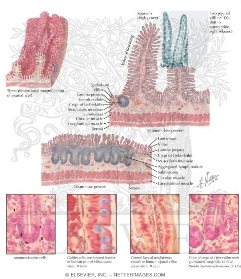 Small Intestine Labeled