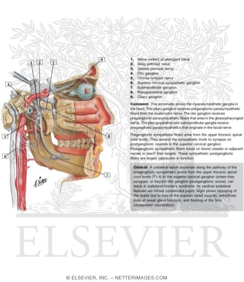Autonomic Nerves in Head