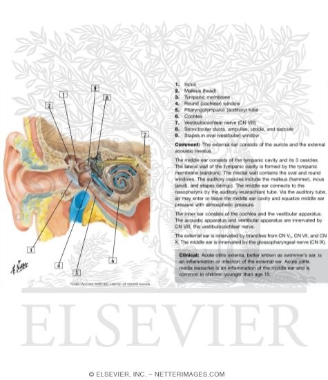 internal auditory meatus anatomy coloring pages