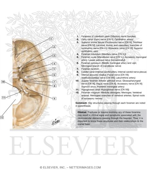 internal auditory meatus skull anatomy coloring pages