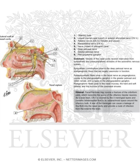 Olfactory (I) Nerve, Pterygopalatine Ganglion and Nerves of Nose