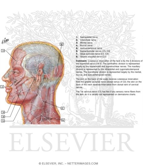 Face and Scalp: Cutaneous Nerves