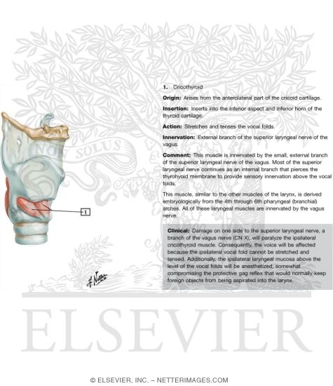 Intrinsic Muscles of Larynx