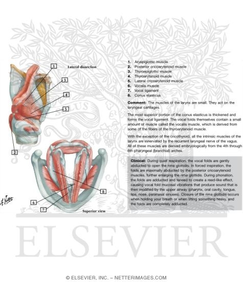 Netter Larynx Muscles