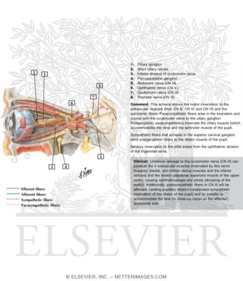 Oculomotor (III), Trochlear (IV) and Abducent (VI) Nerves: Schema