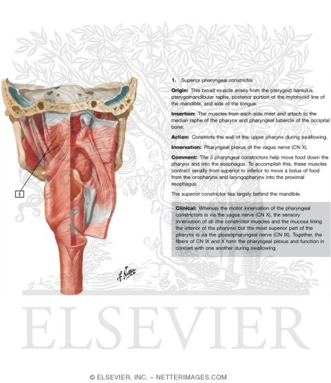 pharyngeal constrictors