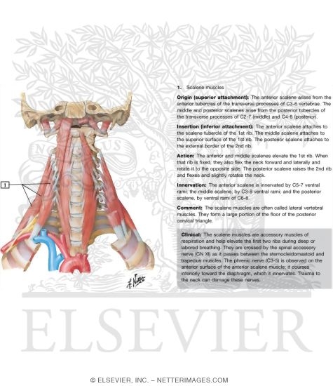 Scalene and Prevertebral Muscles