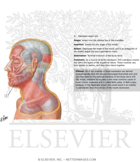 Depressor Anguli Oris Action