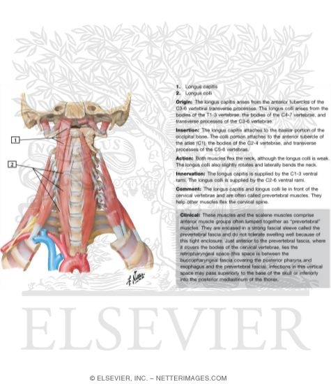 Scalene and Prevertebral Muscles