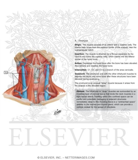 Infrahyoid and Suprahyoid Muscles