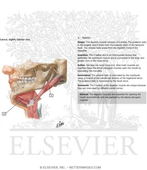 Digastric Fossa