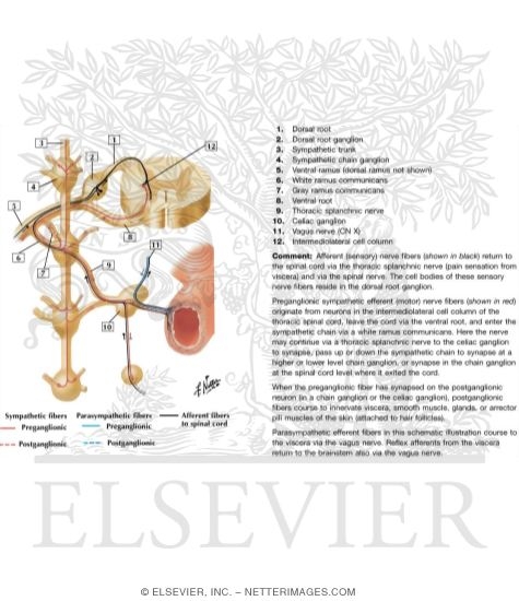 Autonomic Reflex Pathways: Schema