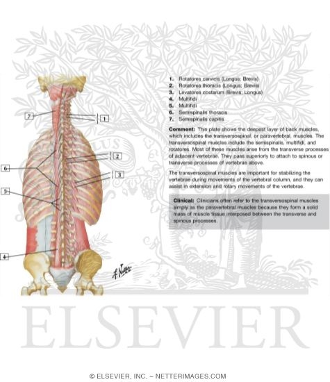 Muscles of Back: Deep Layers Transversospinal, Interspinal ...
