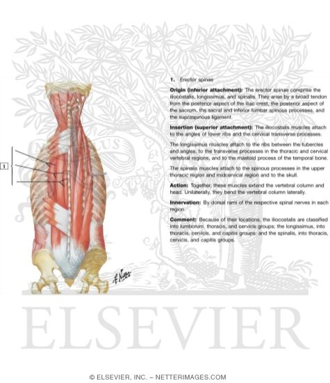 Muscles of Back: Intermediate Layers Spenius and Erector Spinae Muscles