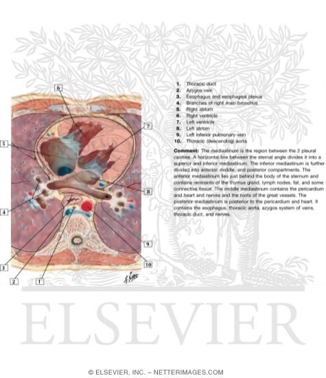 Transverse Section Through Heart and Thorax