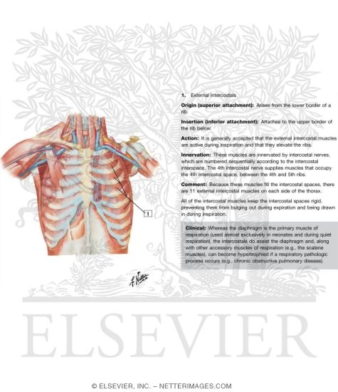 Anterior Thoracic Wall Anterior Wall of Thorax