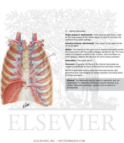 Anterior Thoracic Wall Anterior Thoracic Wall: Internal View