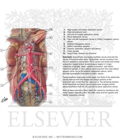 Autonomic Nerves and Ganglia of Abdomen Sympathetic Nerves In the Abdomen