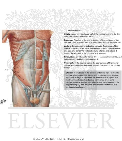 Anterior Abdominal Wall: Intermediate Dissection Anterolateral Abdominal Wall