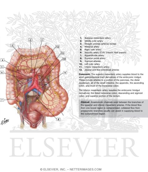 Arteries of Large Intestine Blood Supply of Small and Large Intestine
