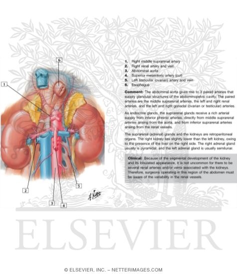 Renal Vasculature Diagram