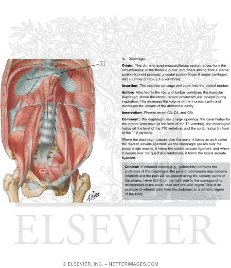 Posterior Abdominal Wall: Internal View