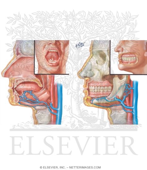 buccal administration