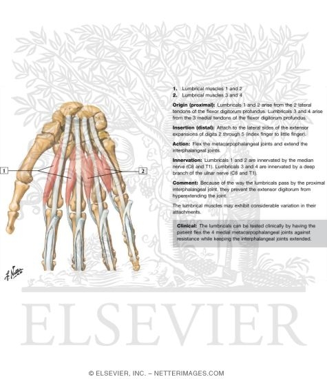 Tendon and Muscle Sheaths of Hand Lumbrical Muscles, Bursae, Spaces and ...