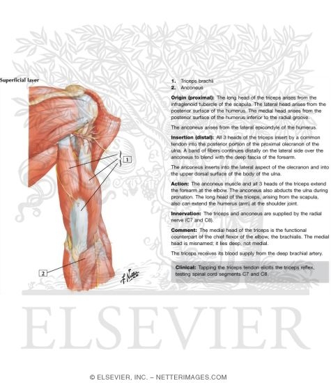 Arm Muscles With Portions of Arteries and Nerves Muscles of Arm ...