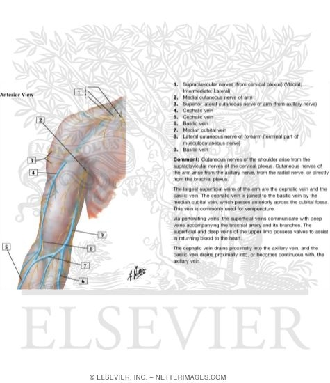 Cutaneous Nerves and Superficial Veins of Shoulder and Arm
