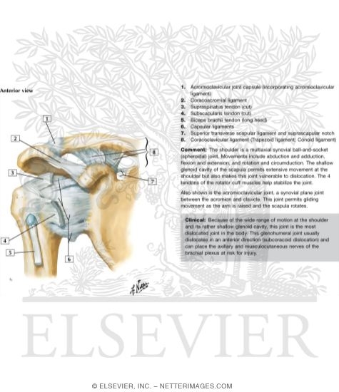 Shoulder: Glenohumeral Joint