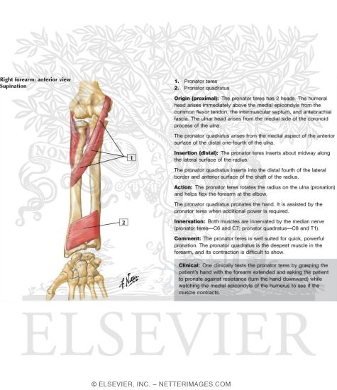 Individual Muscles of Forearm: Rotators of Radius