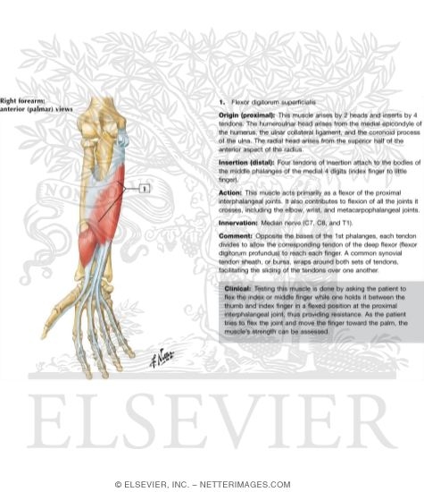 Individual Muscles of Forearm: Flexors of Digits