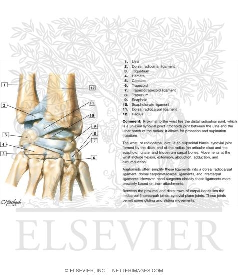 Ligaments of Wrist