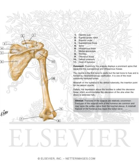 humerus bone labeled posterior view