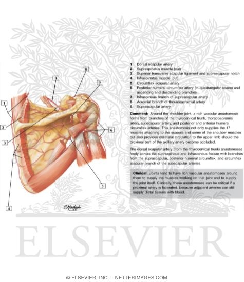 how to draw anastomosis around shoulder joint