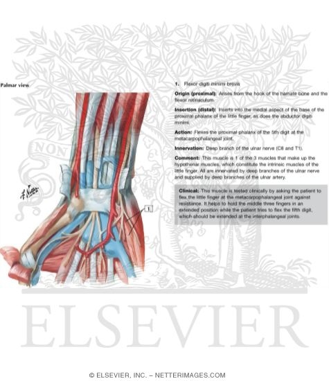 Arrangement of Tendons, Vessels, and Nerves at the Wrist Flexor Tendons ...