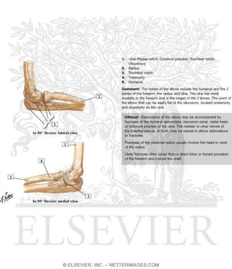 Bones of Elbow