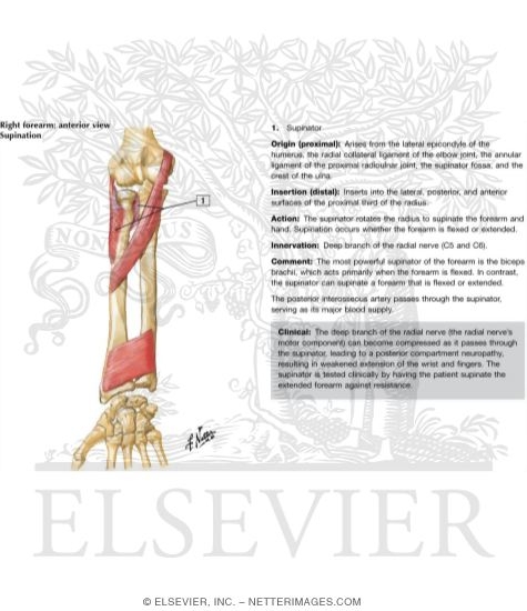 Individual Muscles of Forearm: Rotators of Radius
