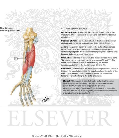 Flexor Digitorum Profundus Innervation