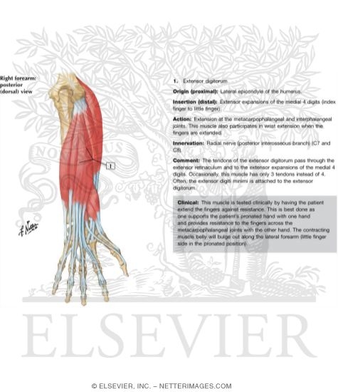 Individual Muscles of Forearm: Extensors of Wrist and Digits