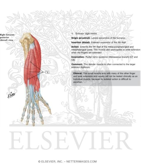 Individual Muscles of Forearm: Extensors of Wrist and Digits