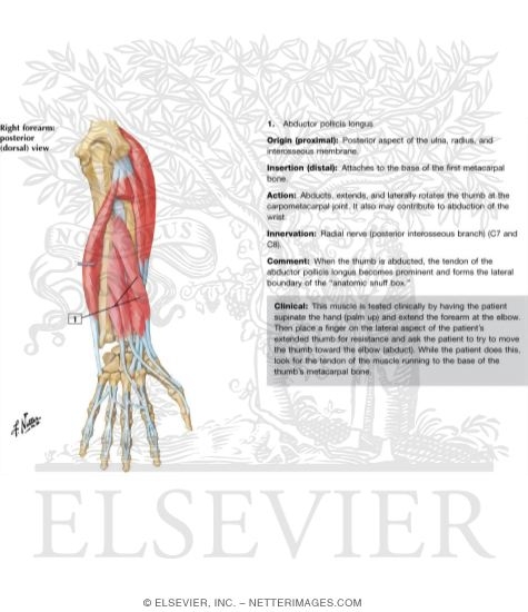 Individual Muscles of Forearm: Extensors of Wrist and Digits