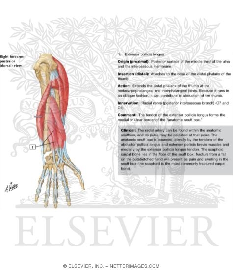The Superficial Extensor Muscles Of The Forearm Anatomy