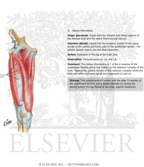 Muscles of Front of Hip and Thigh