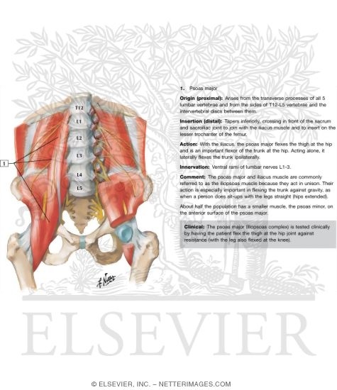 The Iliopsoas MusclePsoas and Iliacus Muscles